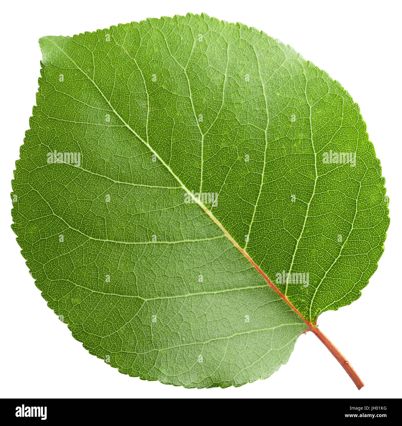 Apricot Leaf