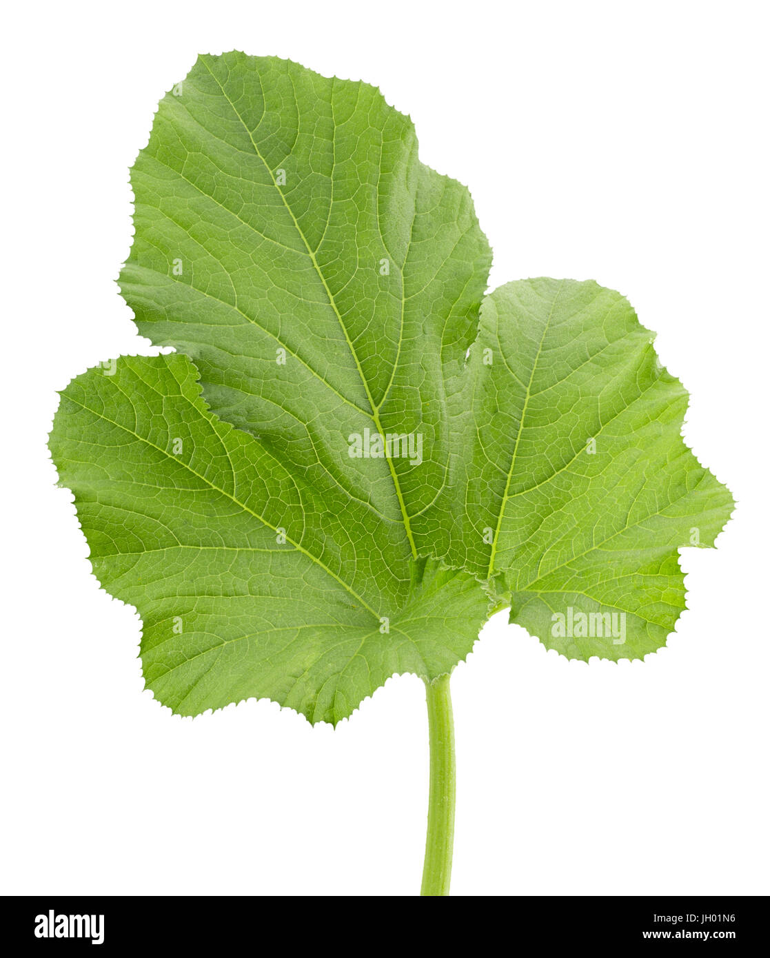 zucchini leaf isolated on a white background Stock Photo - Alamy