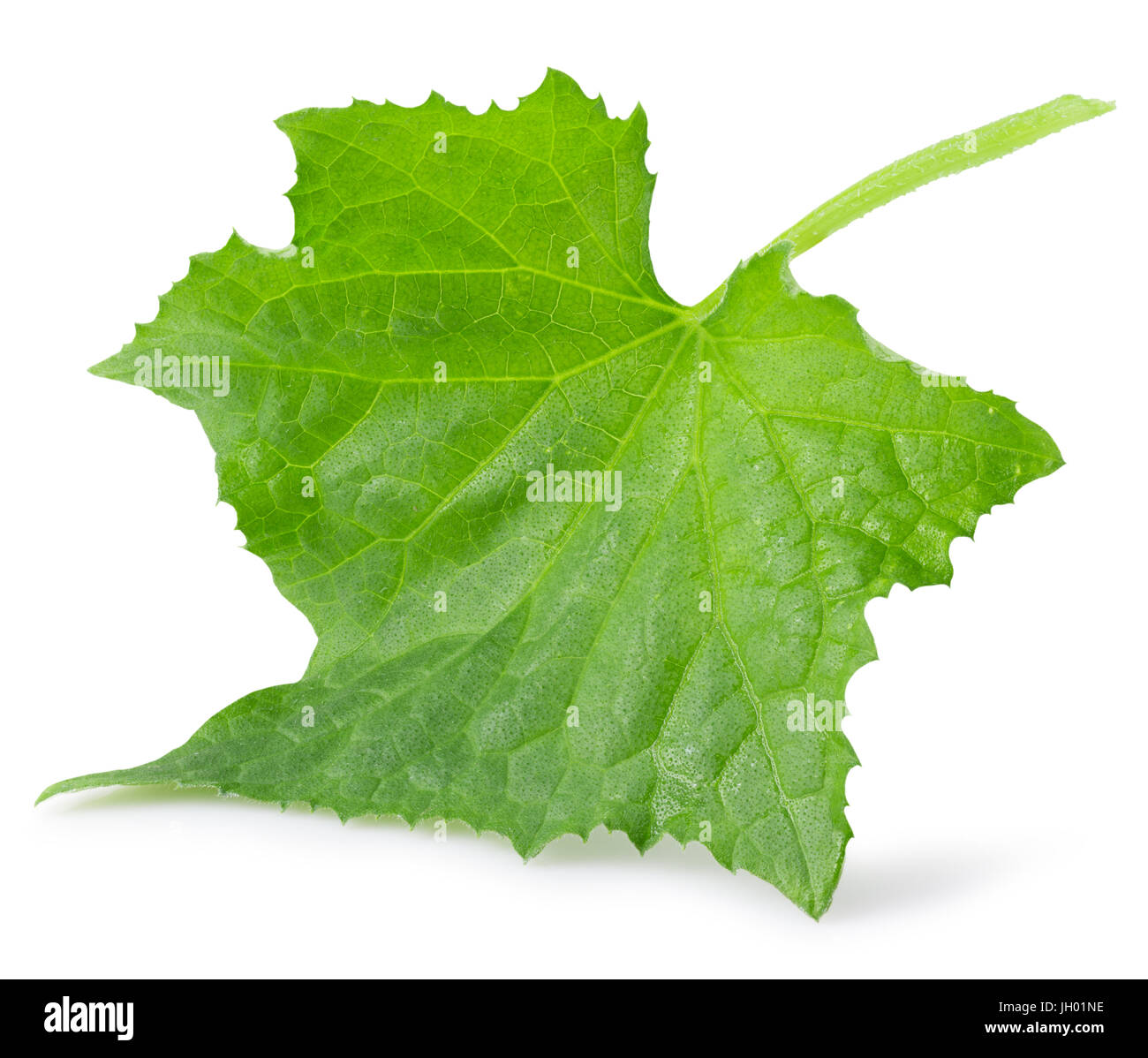 zucchini leaf isolated on a white background Stock Photo - Alamy