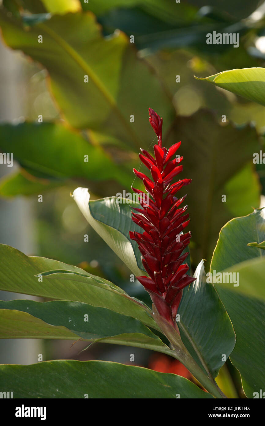 Flower, Trindade, Rio de Janeiro, Brazil Stock Photo - Alamy