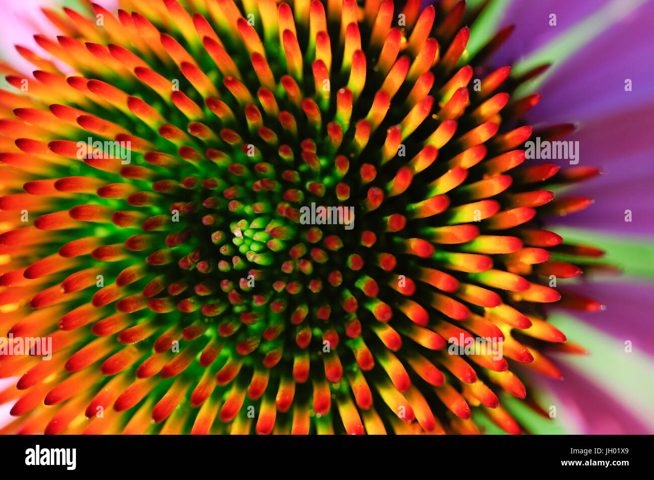 Spiney center hi-res stock photography and images - Alamy