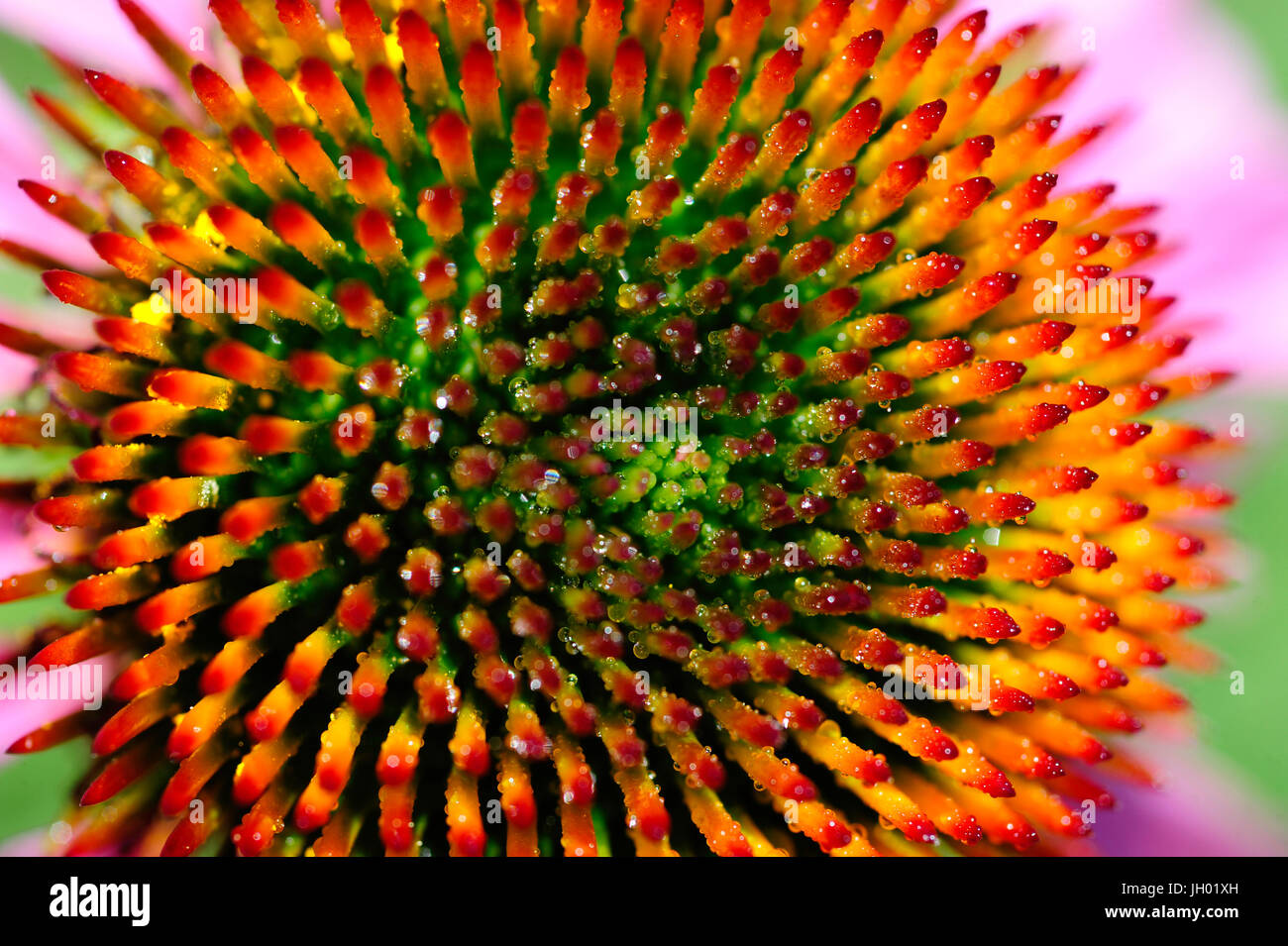 Close up of the spiney center of a blooming Echinacea flower Stock ...