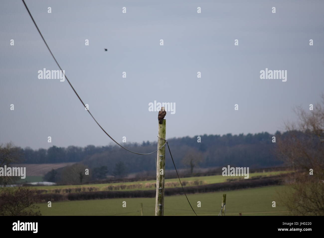 Predator on a telephone pole Stock Photo - Alamy