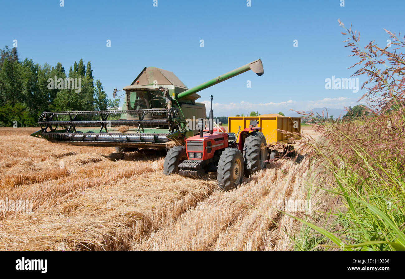wheat harvesting machine in full work Stock Photo - Alamy