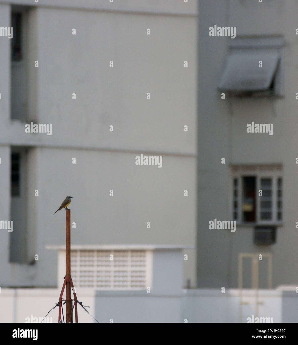 Bird, Rio de Janeiro, Brazil Stock Photo - Alamy