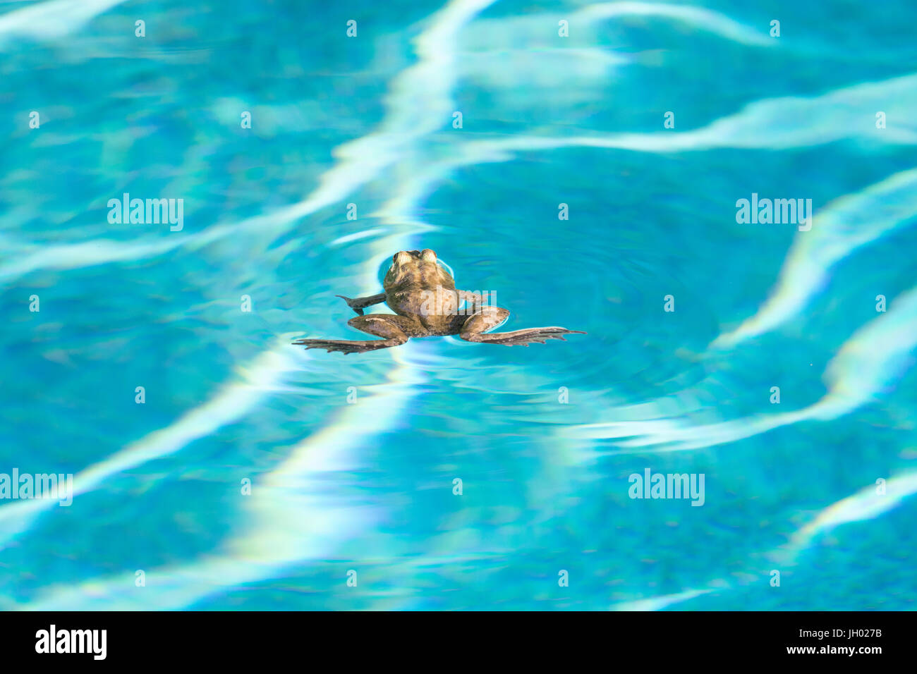 Swimming Pool With Frog High Resolution Stock Photography and Images ...