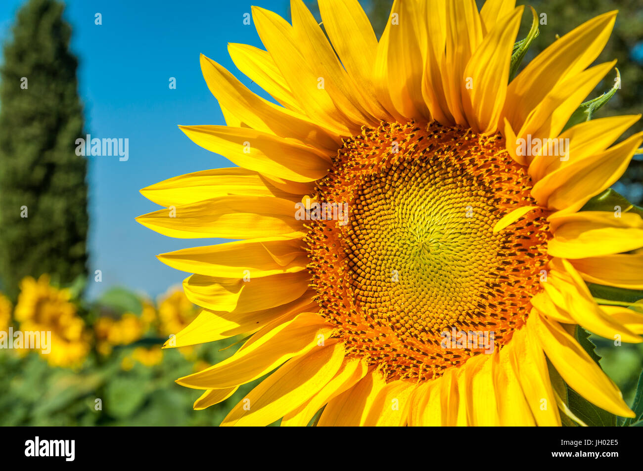 Sunflower seeds in big hi-res stock photography and images - Alamy