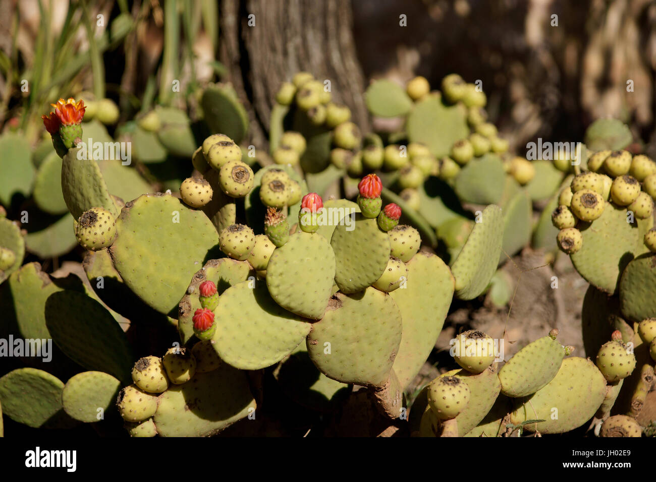 Cacti of brazil hi-res stock photography and images - Alamy
