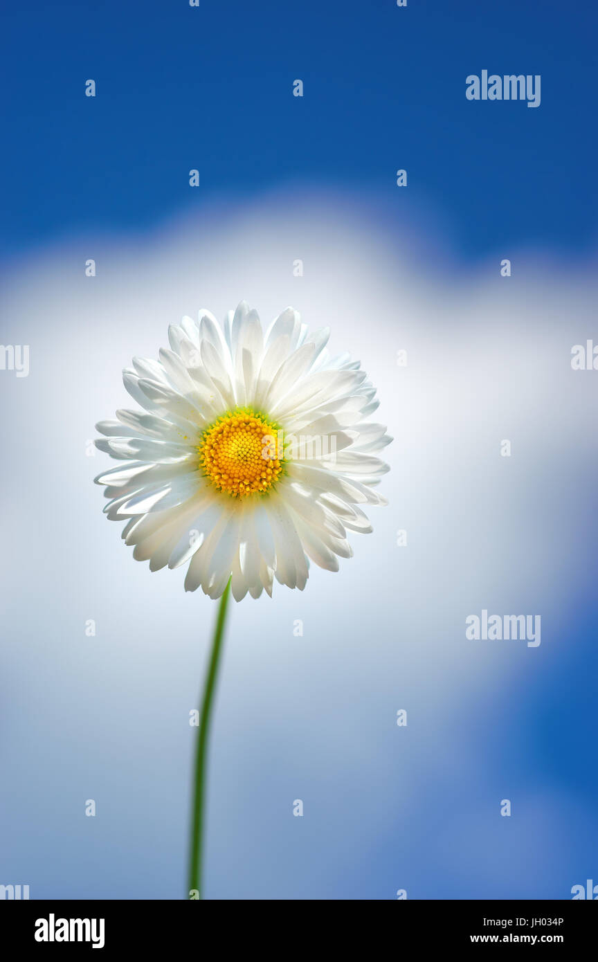 blooming camomile flower close up Stock Photo - Alamy