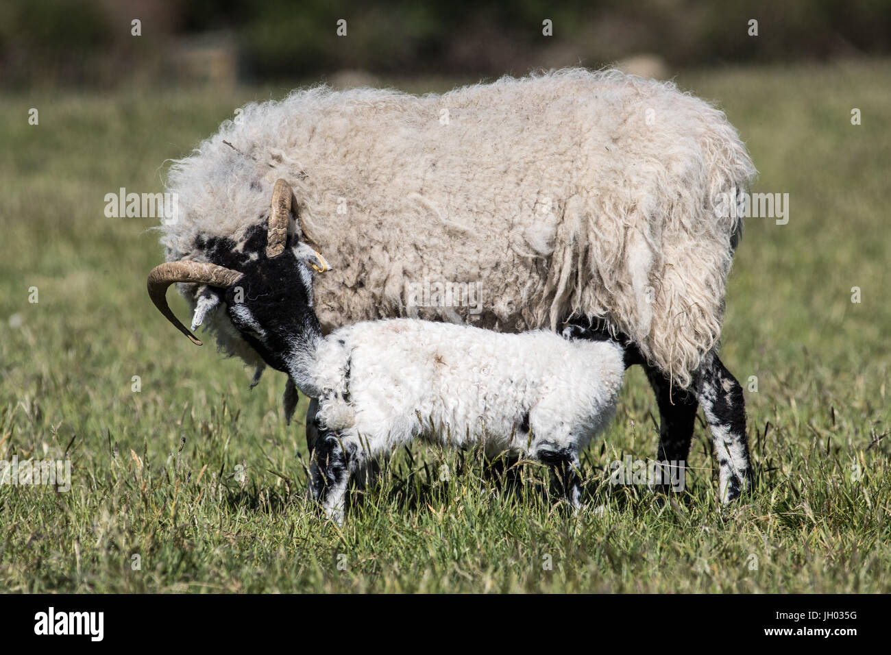 Swaledale mother sheep hi-res stock photography and images - Alamy