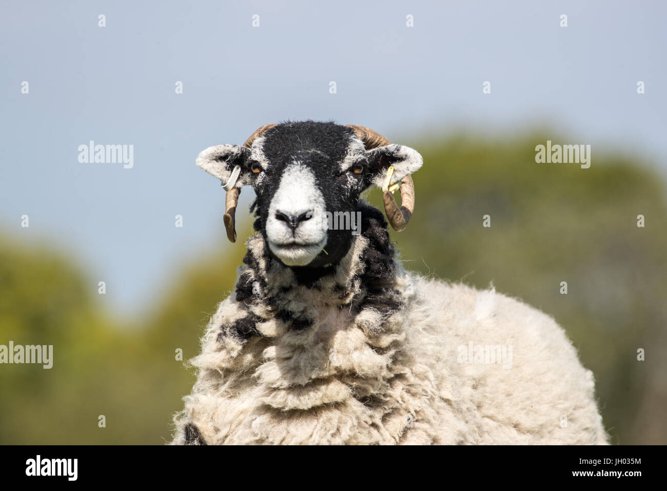Looking up towards an adult sheep with a black head and horns against a ...