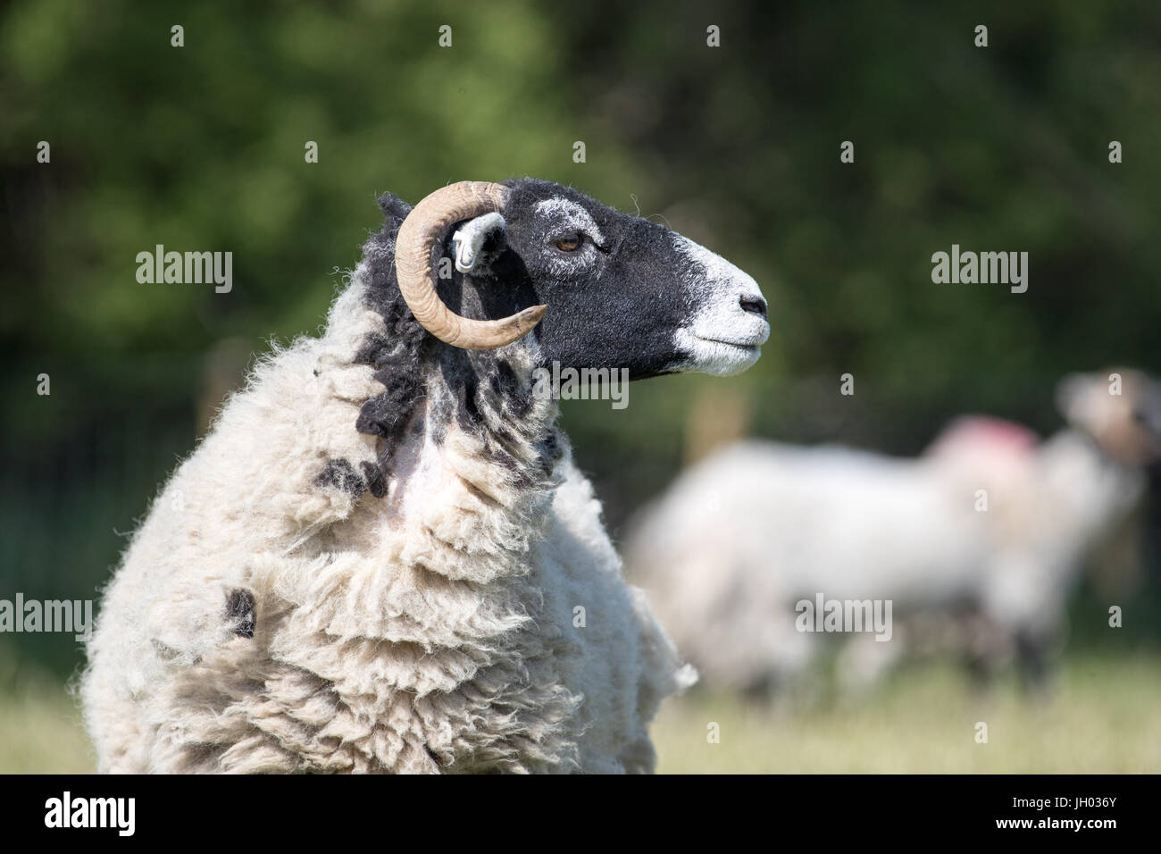 Sheep welsh horns hi-res stock photography and images - Alamy