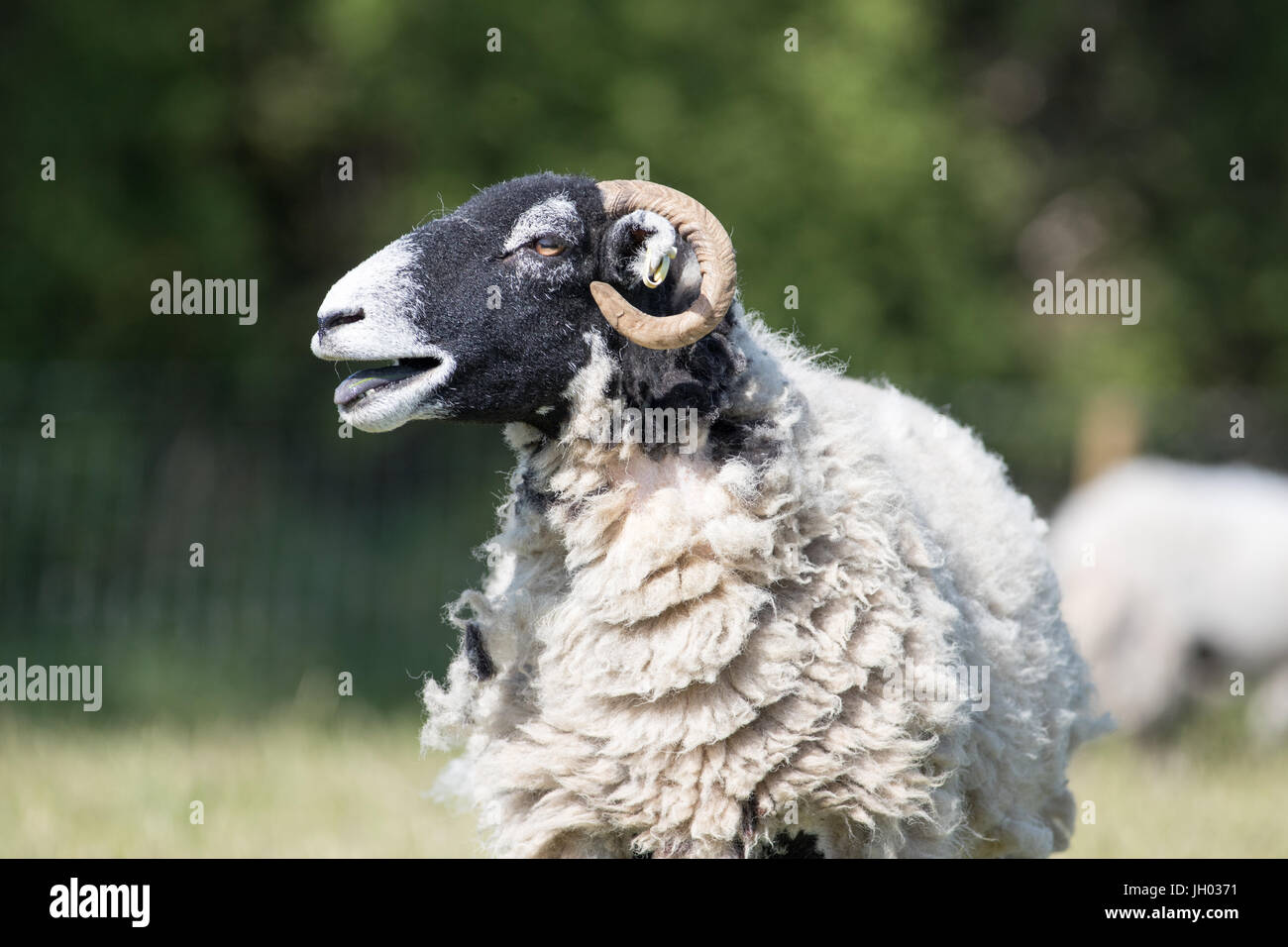 Adult sheep with black head and horns with mouth open bleeting Stock ...