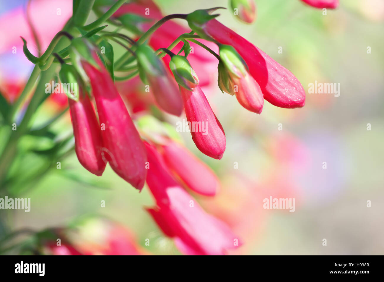 Red flower penstemon close-up Stock Photo - Alamy