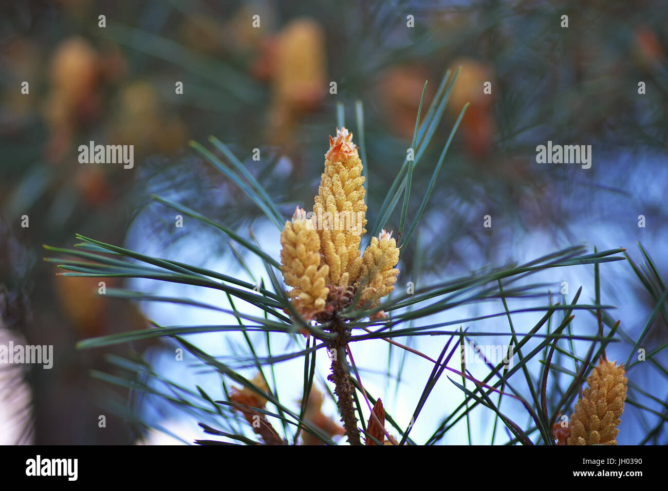 Beautiful pine cone close hi-res stock photography and images - Alamy