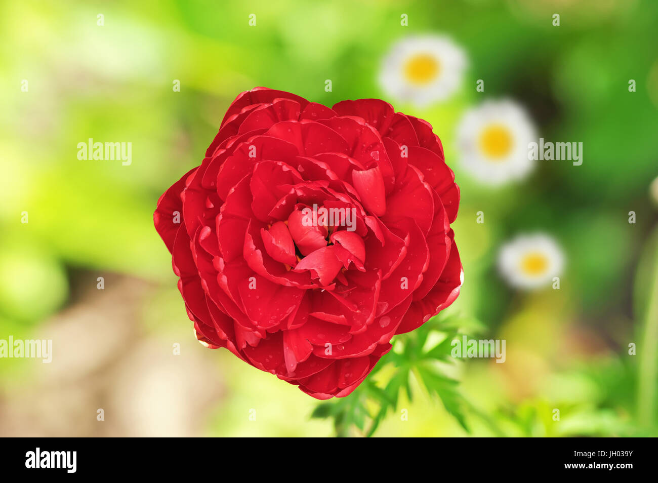 Red color double Dutch early tulip isolated Stock Photo - Alamy