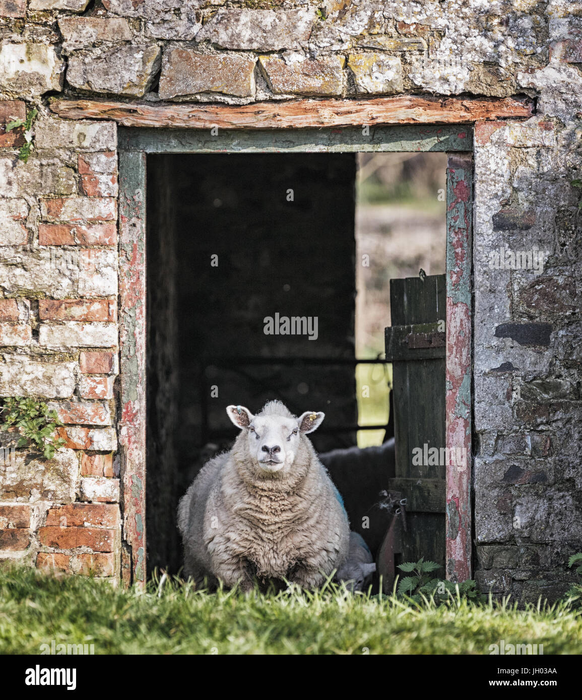 Single sheep stood in a doorway of a derelict farm outside in a field ...
