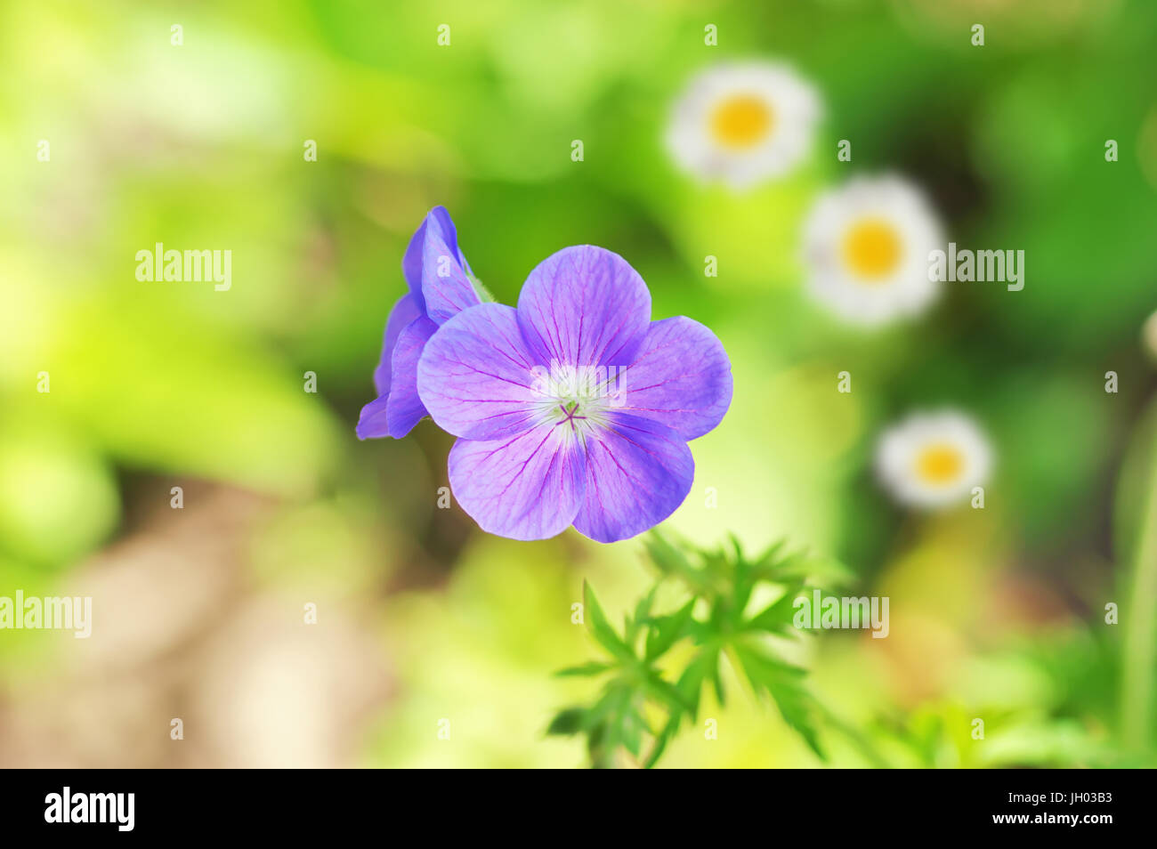 Meadow geranium hi-res stock photography and images - Alamy