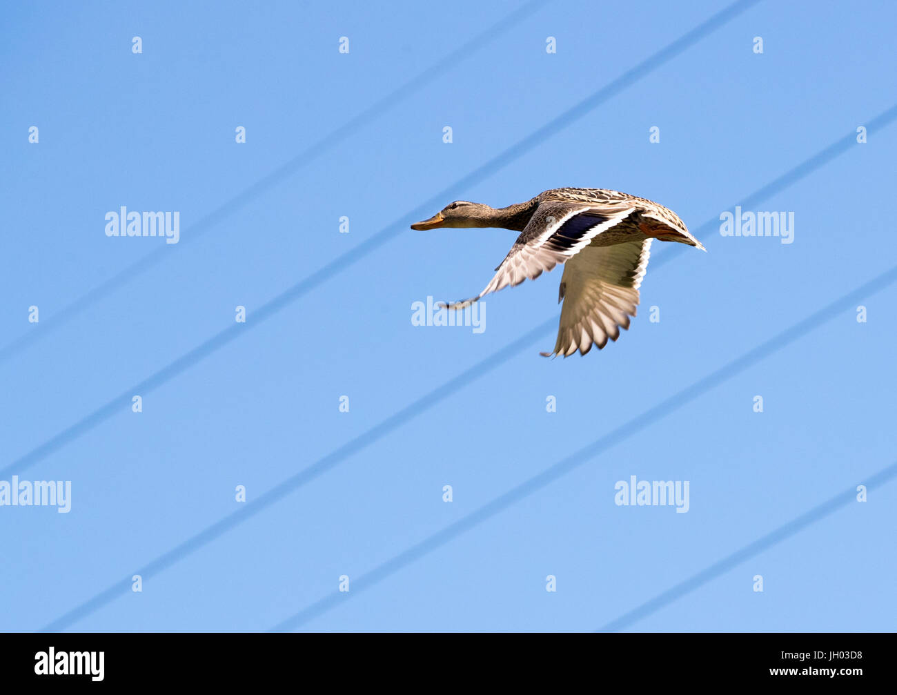 Flying female mallard duck moving across a clear blue sky Stock Photo ...