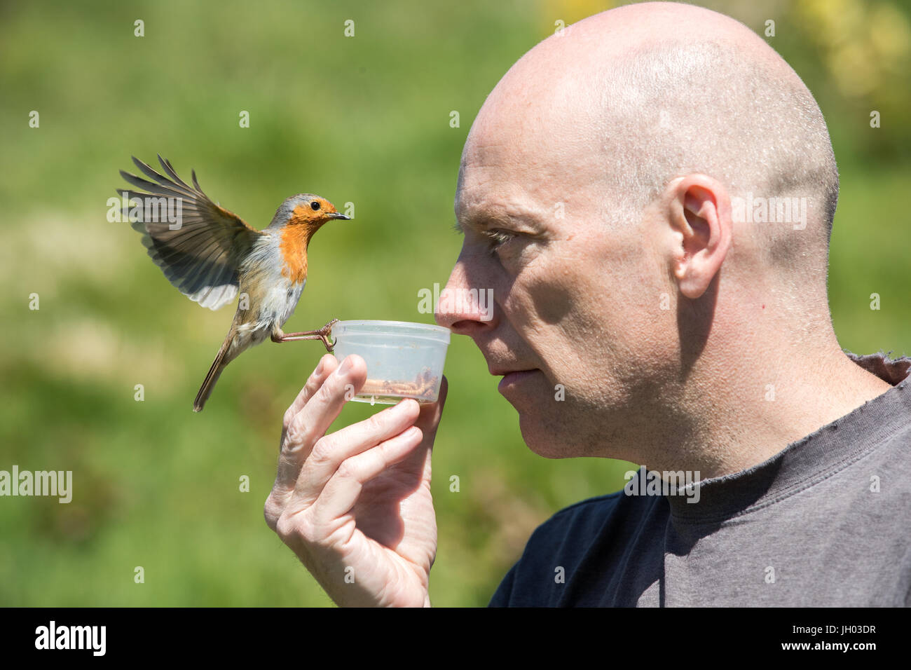 Caucasian man holds pot of mealworms under his nose to feed a wild ...