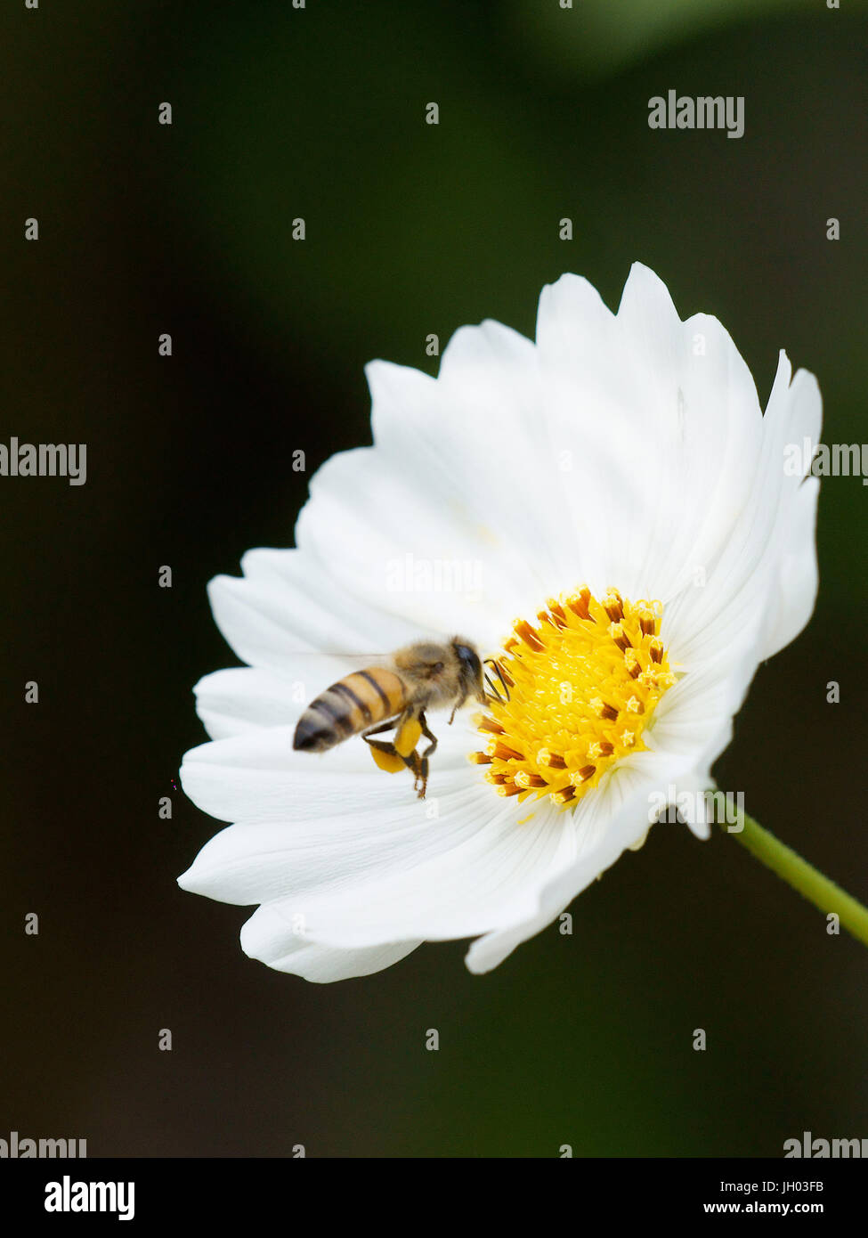 Flower, Bee, Vale do Paty, Chapada Diamantina, Bahia, Brazil Stock ...