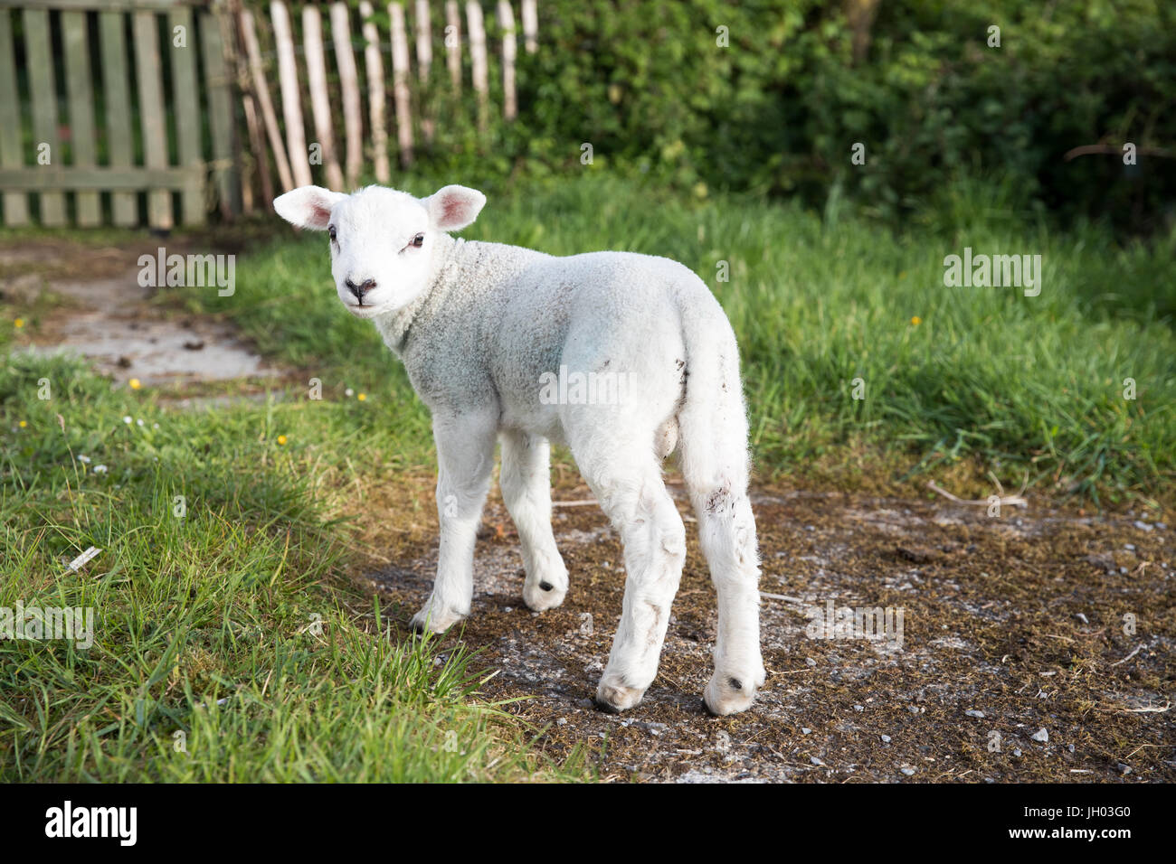 Adorable lamb looks behind him as he walks up the garden path on a ...