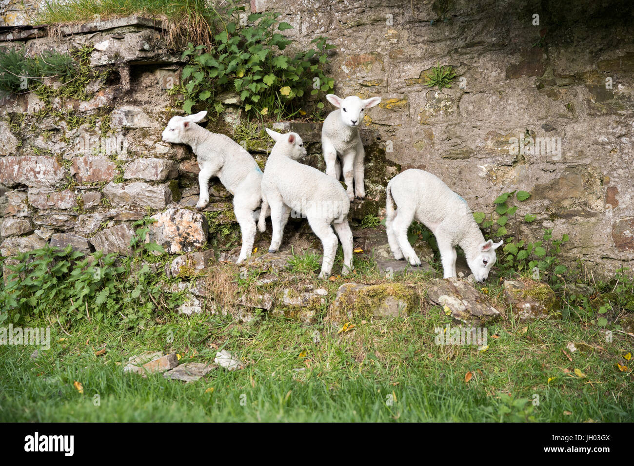 Lambs climbing hi-res stock photography and images - Alamy