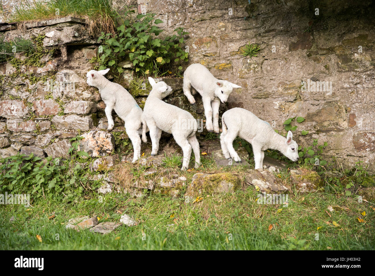 Some young lambs climb up some rocks and grass bank in their field ...
