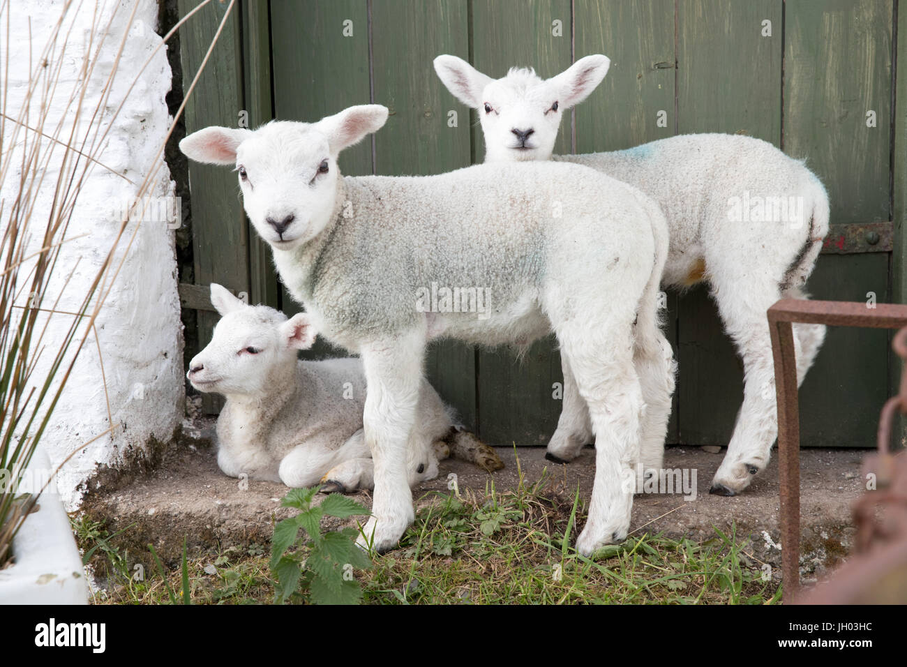 Sheep trio hi-res stock photography and images - Alamy