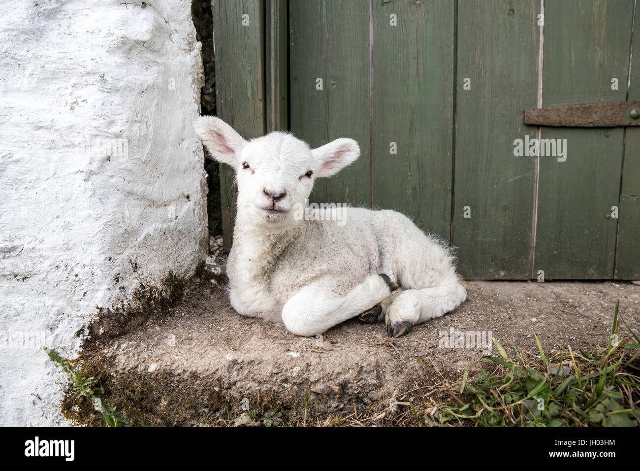 Baby Lamb Cute