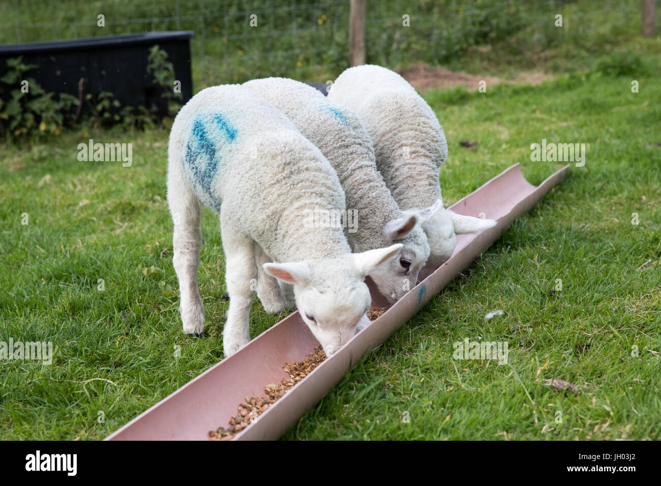 Lambs eating hi-res stock photography and images - Alamy