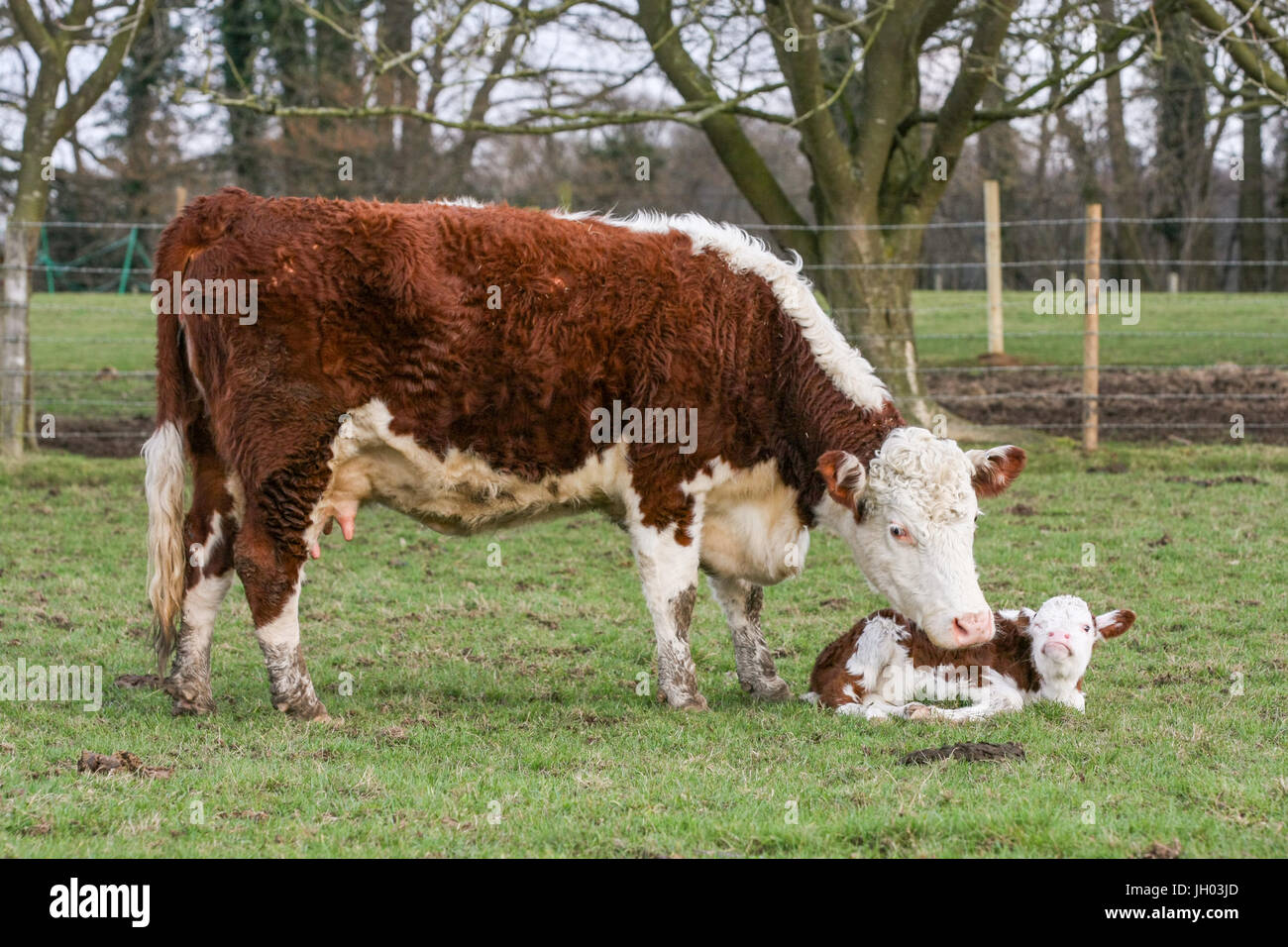 Mother cow with her calf in a field of grass on a British farm Stock ...