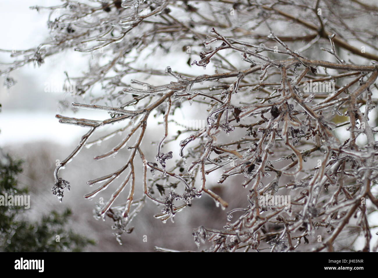 Trees and branches frozen by black ice in winter Stock Photo - Alamy