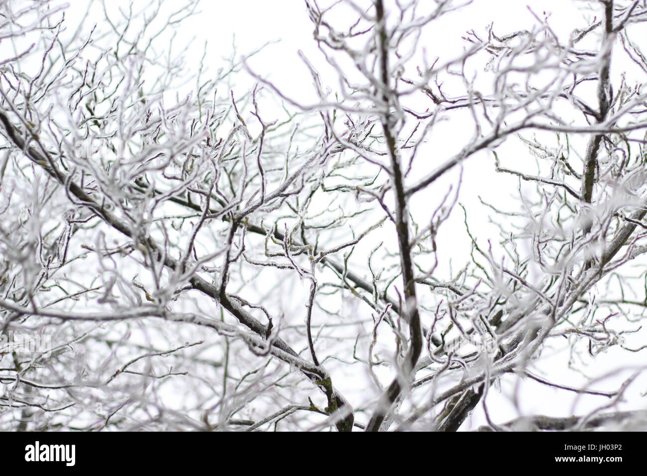 Trees and branches frozen by black ice in winter Stock Photo - Alamy