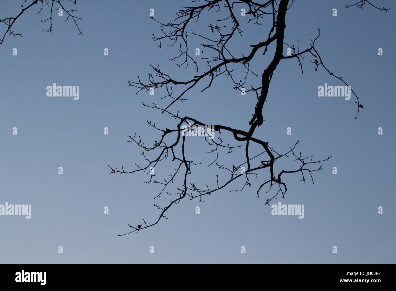 Branches of a bald tree in winter Stock Photo - Alamy