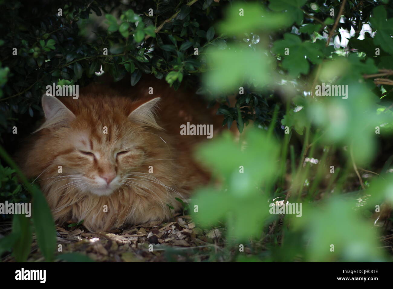 A red cat taking a nap in the shades Stock Photo - Alamy