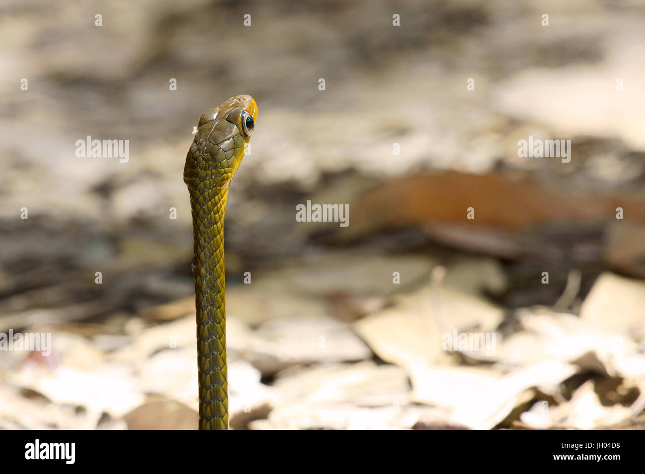 Snake, Animal, Chapada Diamantina, Bahia, Brazil Stock Photo - Alamy