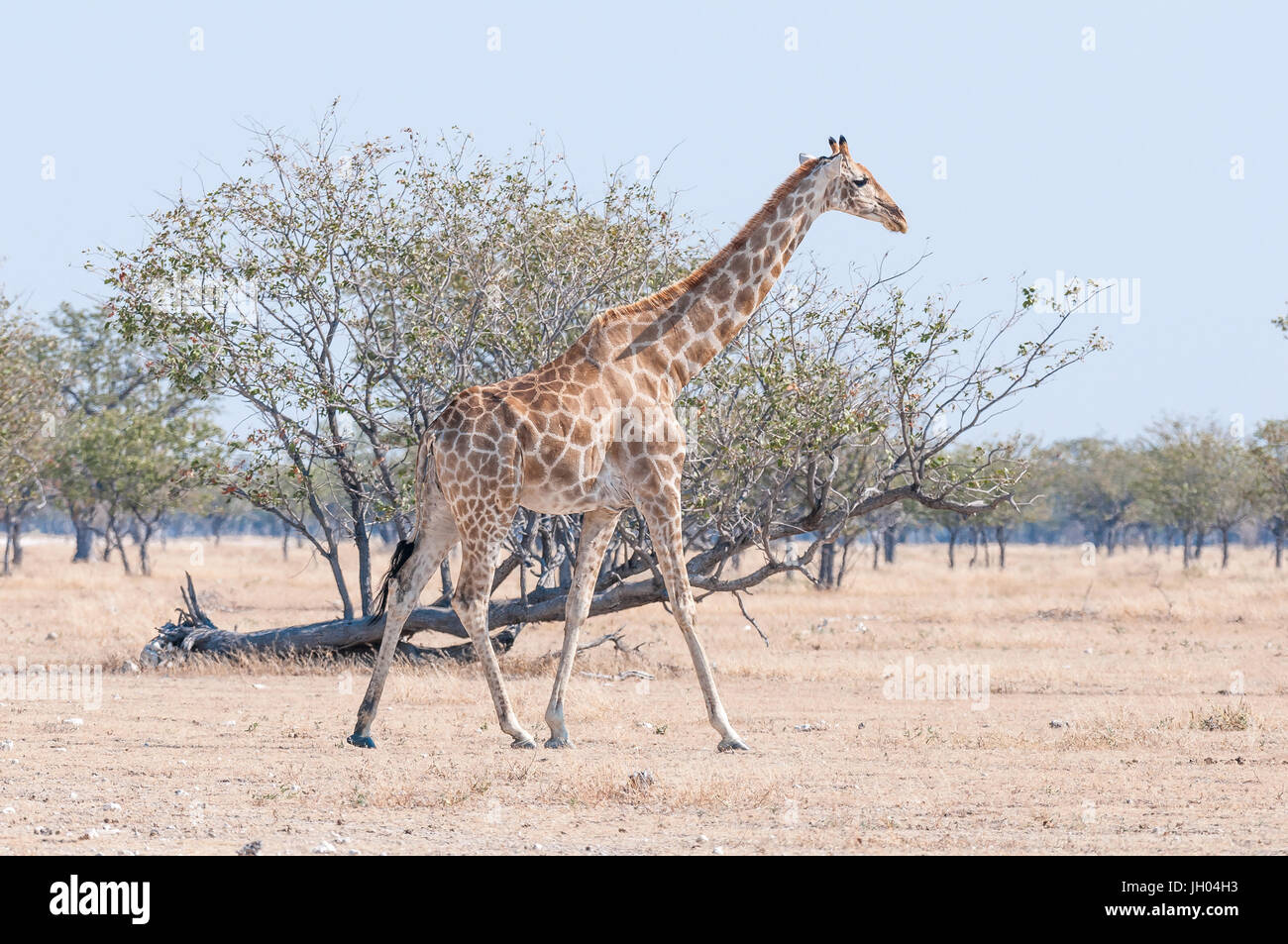 A Namibian giraffe, giraffa camelopardalis angolensis, walking in the ...