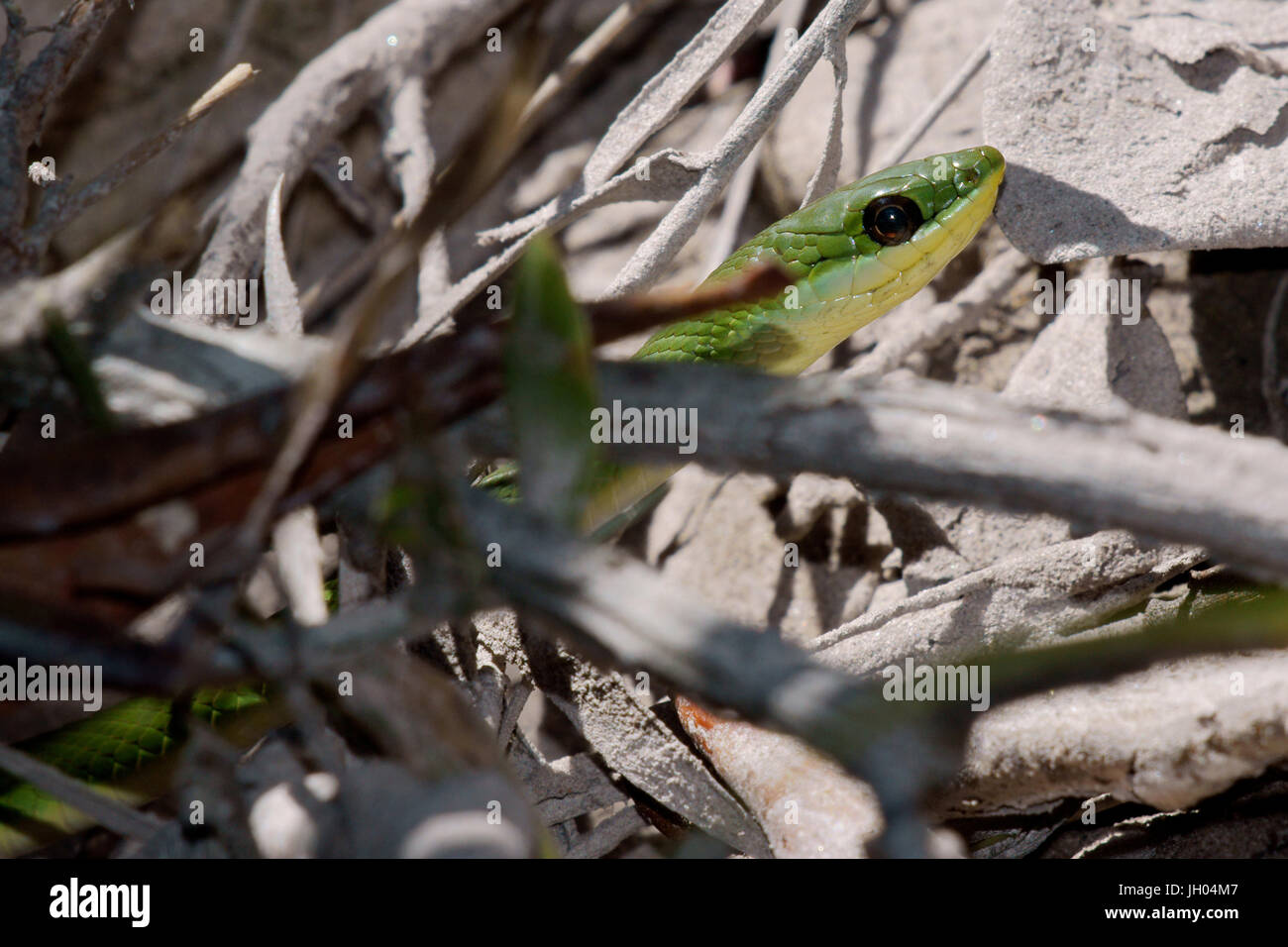 Snake, Animal, Chapada Diamantina, Bahia, Brazil Stock Photo - Alamy