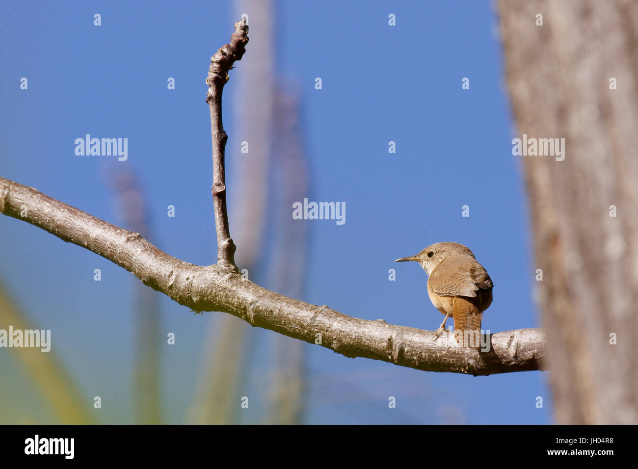 Bird, Curruíra, Chapada Diamantina, Bahia, Brazil Stock Photo - Alamy