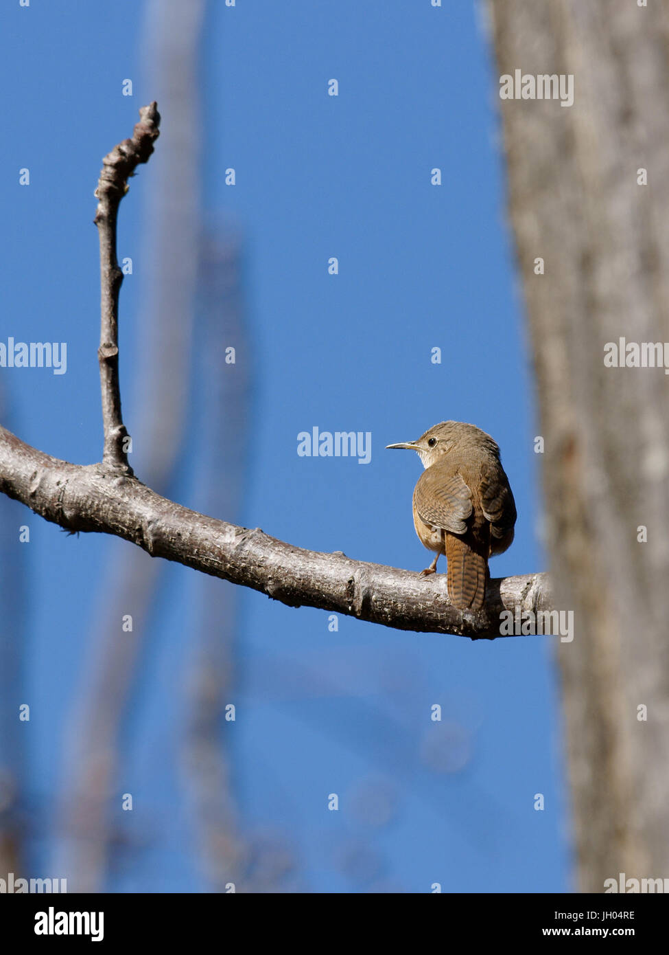 Bird, Curruíra, Chapada Diamantina, Bahia, Brazil Stock Photo - Alamy