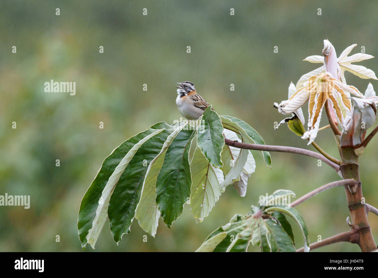 Tick birds hi-res stock photography and images - Alamy