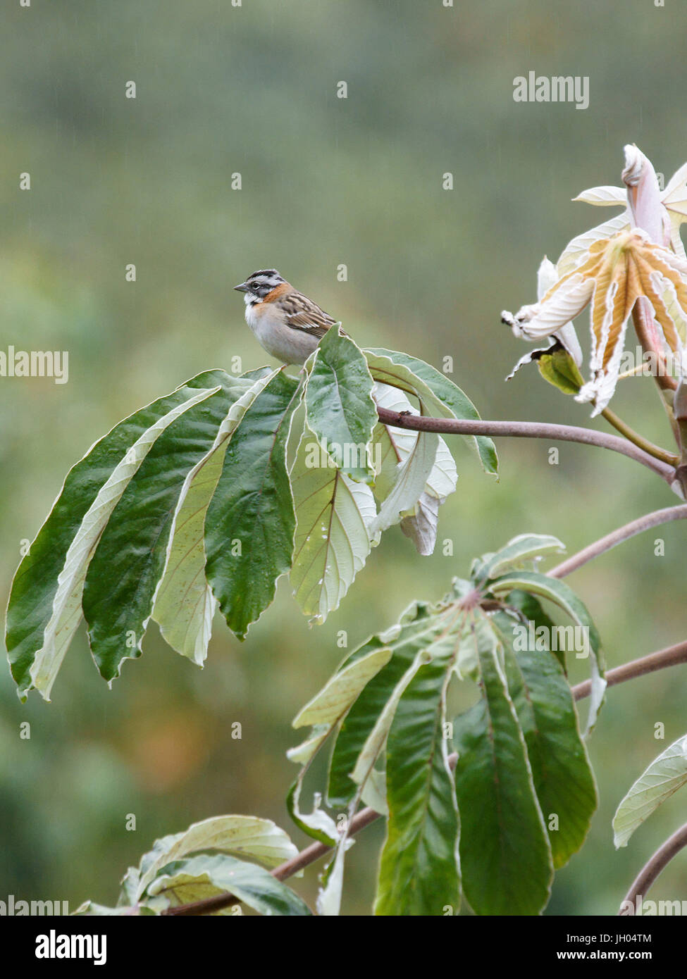 Tick birds hi-res stock photography and images - Alamy