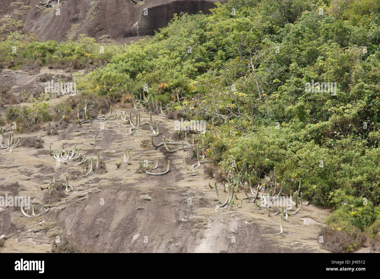 Stone, Texture, Ilha Grande, Rio de Janeiro, Brazil Stock Photo - Alamy