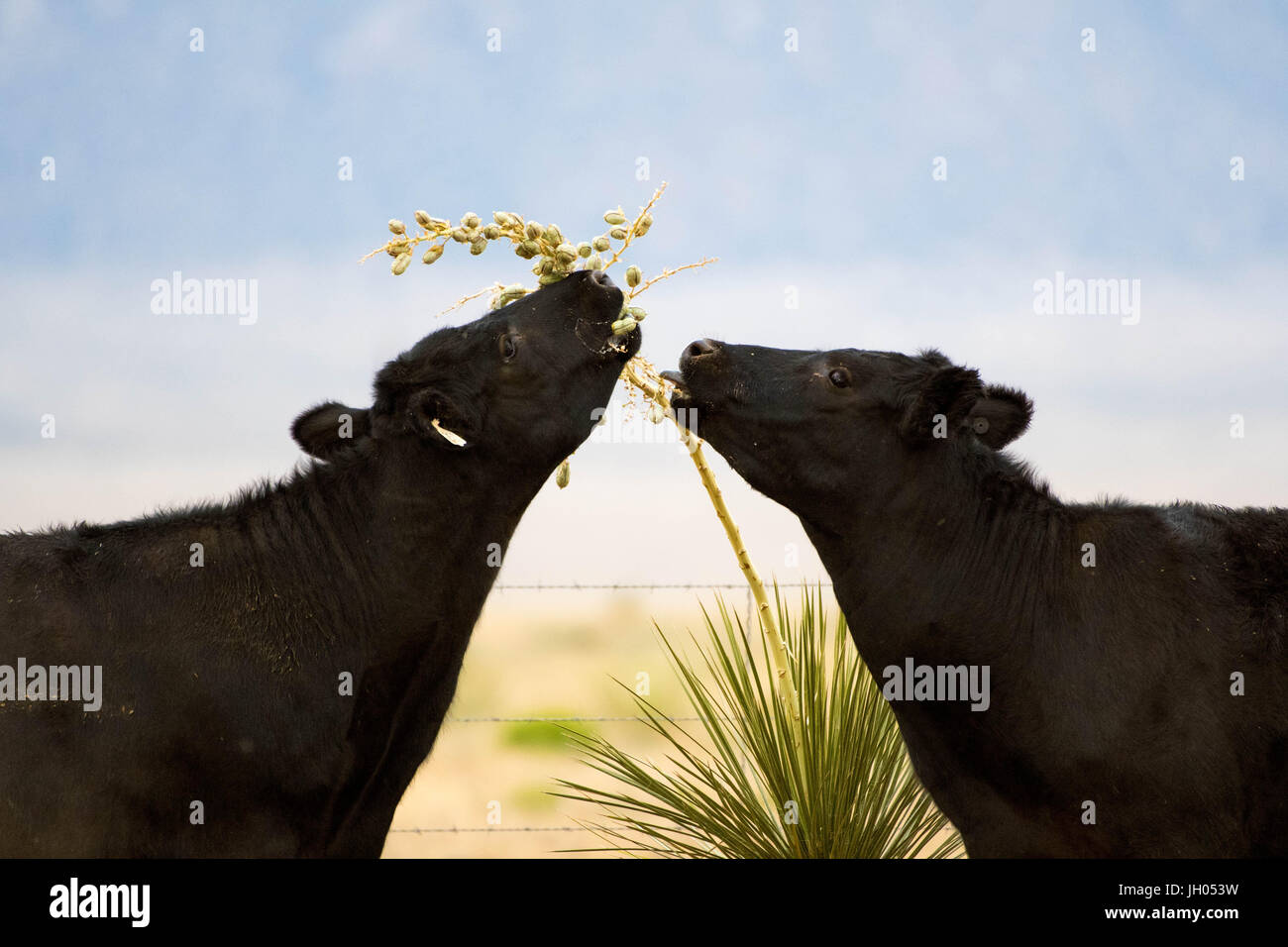 Yucca elate hi-res stock photography and images - Alamy