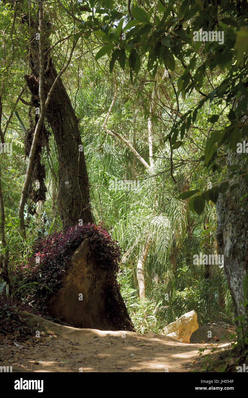 Earth tree rio hi-res stock photography and images - Alamy