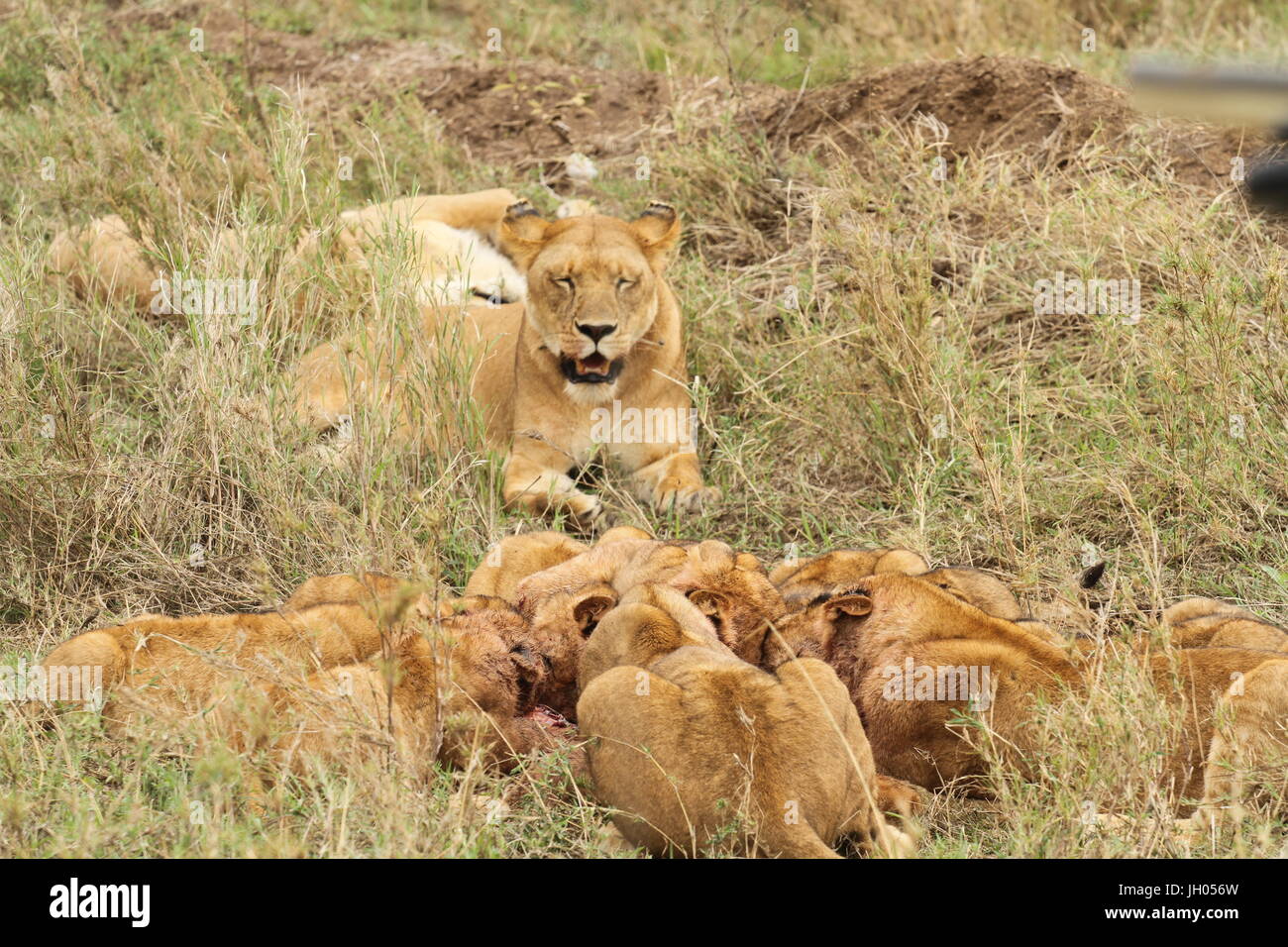 Lion with feeding cubs Stock Photo - Alamy