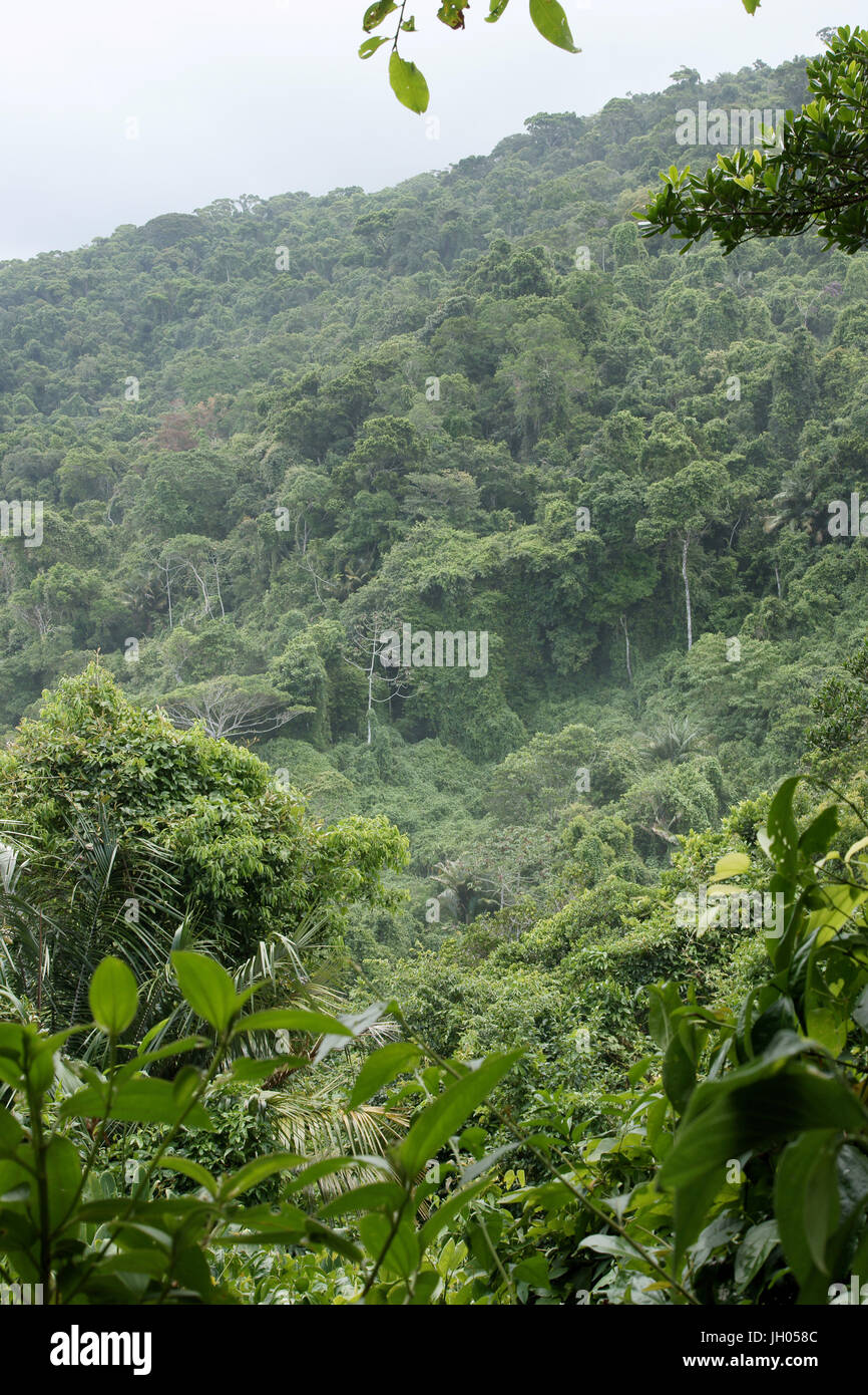 Forest, Nature, Ilha Grande, Rio de Janeiro, Brazil Stock Photo - Alamy