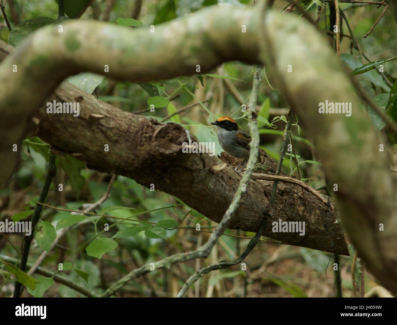 Bird, Tree, Ilha Grande, Rio de Janeiro, Brazil Stock Photo - Alamy