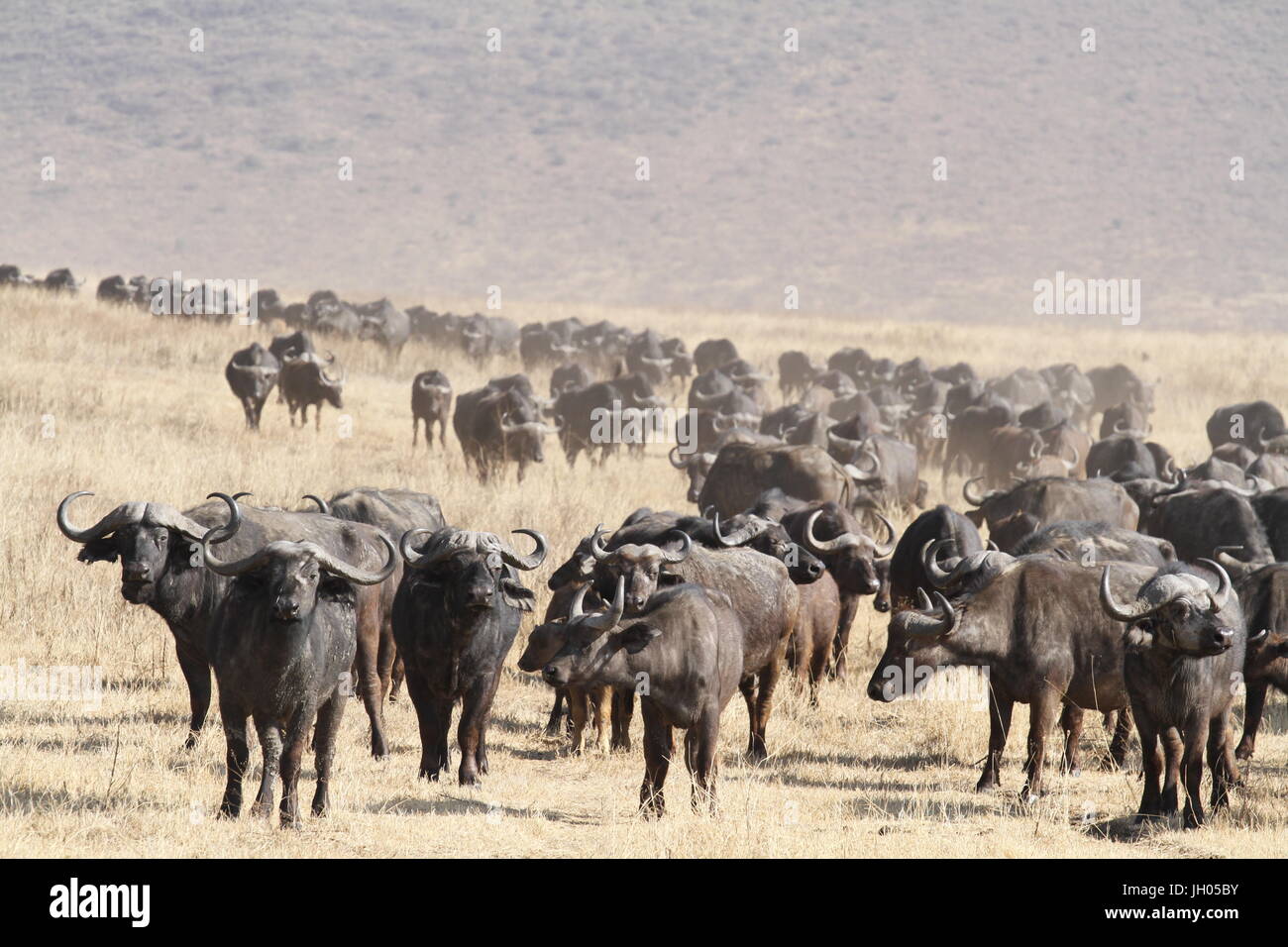 Migrating wild animals hi-res stock photography and images - Alamy